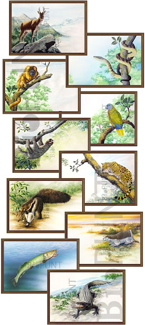 galeria natural & natural gallery: Región Neotropical