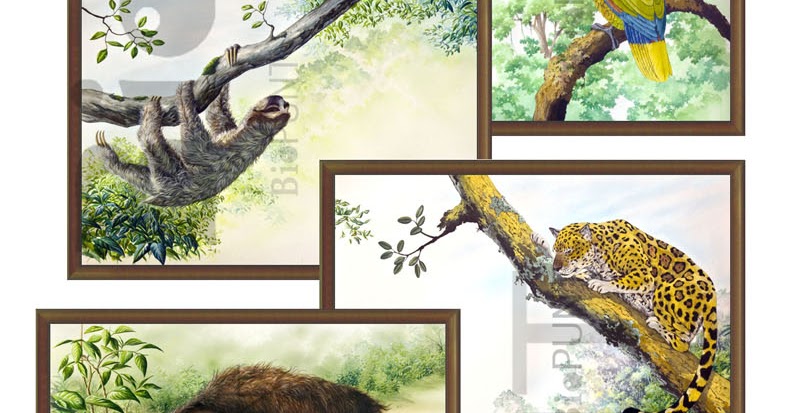 galeria natural & natural gallery: Región Neotropical