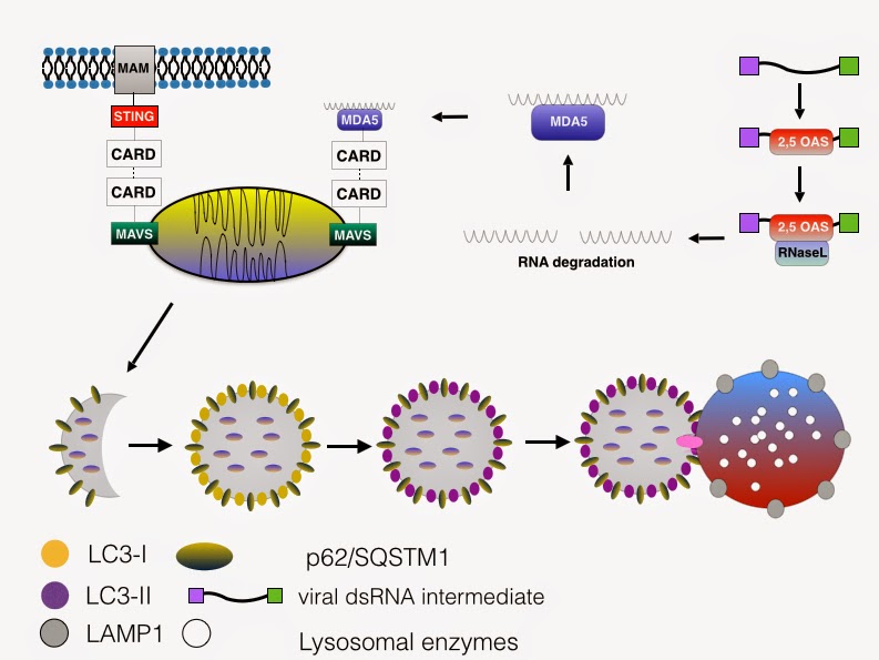 Virology tidbits: Encephalomyocarditis virus (EMCV) and autophagy: anti ...
