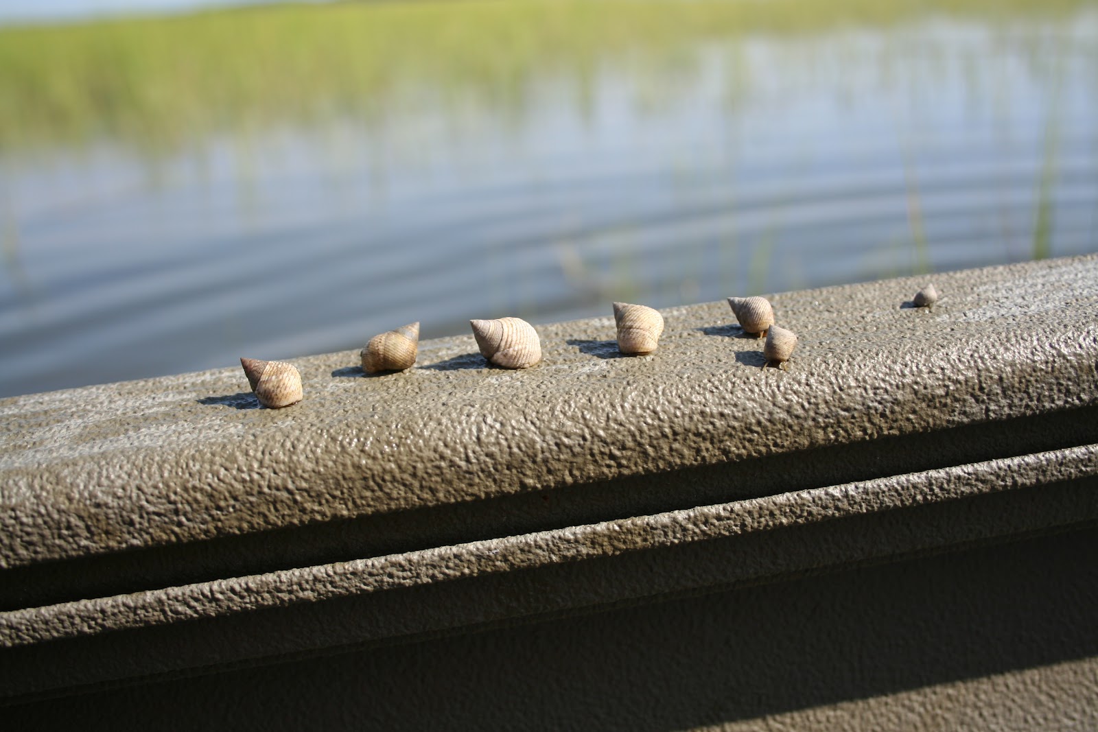 The Lowcountry Lady: Periwinkle Snails and Secret Spots