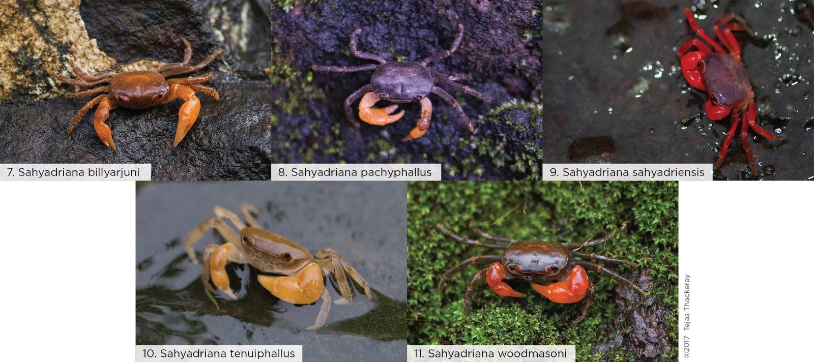 Species New to Science: [Crustacea • 2018] The Freshwater Crab Genera ...