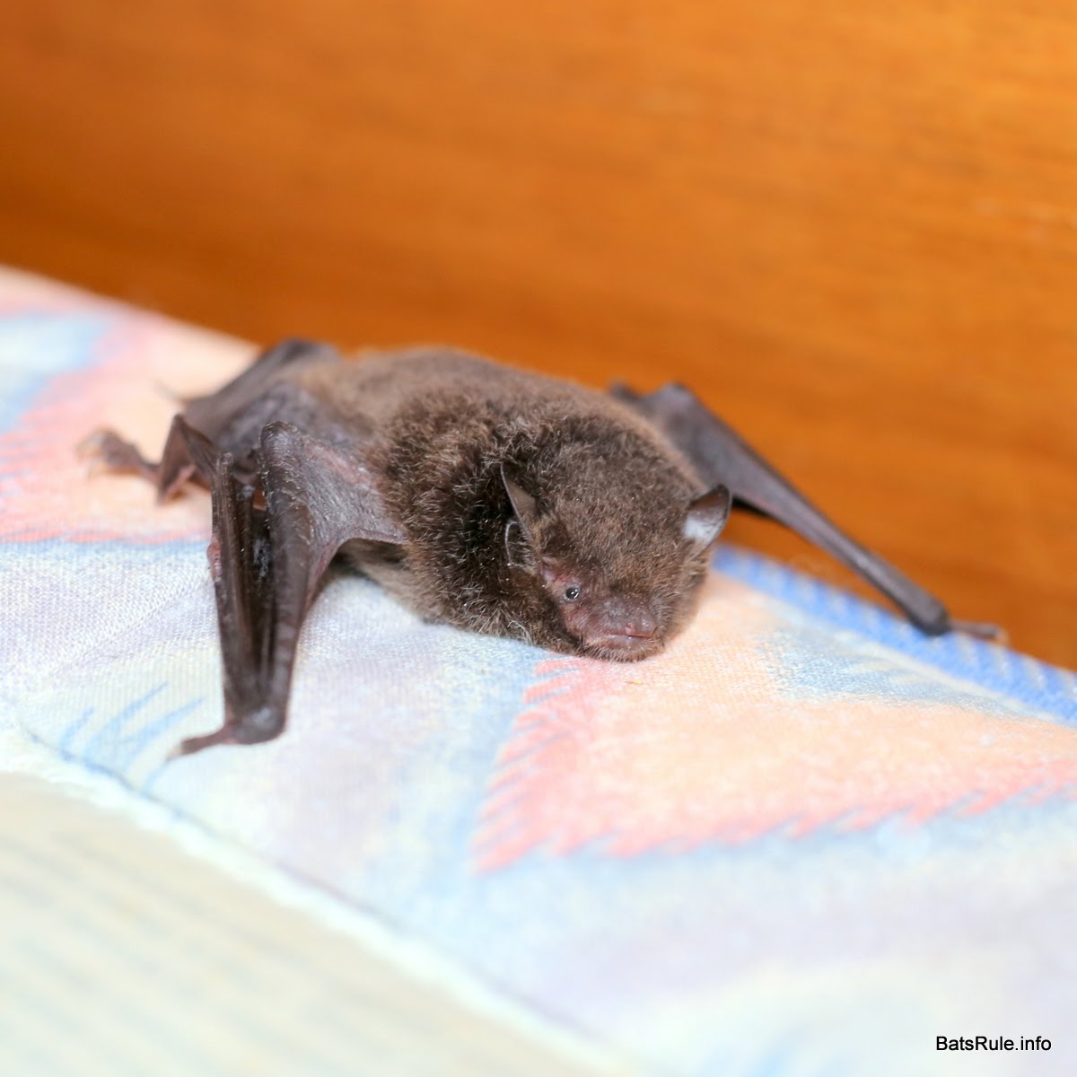 Rehab | Microbat in care | Myotis Macropus, Southern Myotis, Large ...