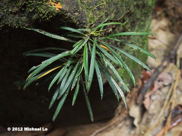 The rainforests of Borneo & Southeast Asia: New species of narrow leaf ...