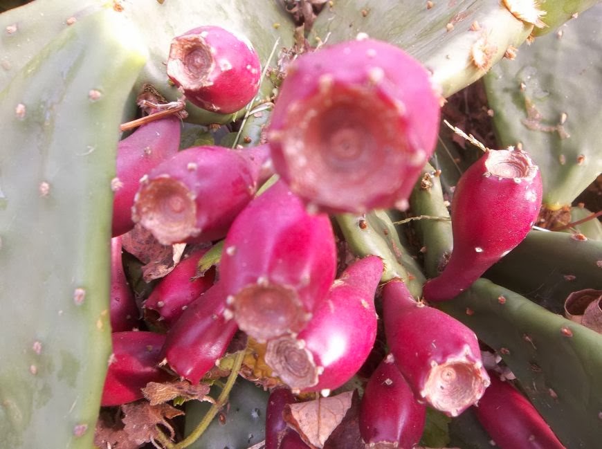 Future Plants by Randy Stewart: Opuntia, Prickly Pear Cactus, Edible Cactus