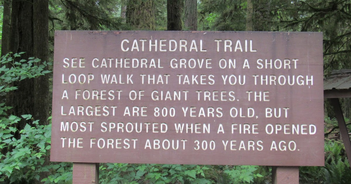 Cathedral Grove