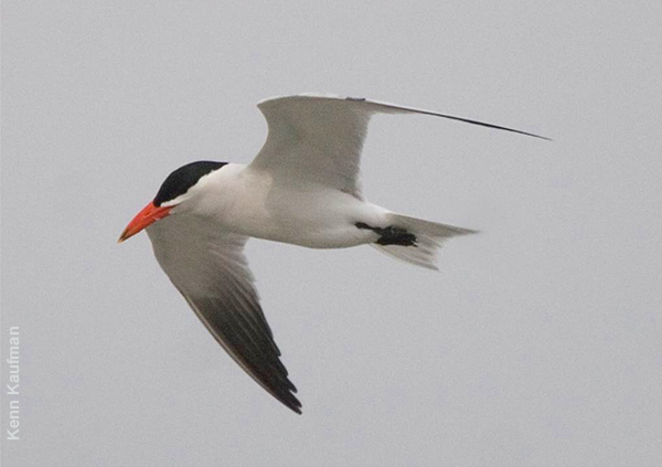 Birding the Crane Creek - Magee Region of Northwest Ohio: Overview ...