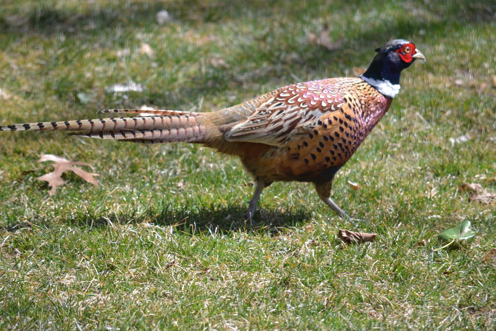 It's All About Purple: The Pleasant Pheasant