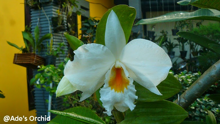 Ade's Orchid: Dendrobium formosum