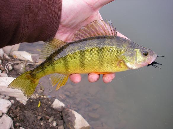 Utah Water Log: Pluggin' Perch @ Deer Creek
