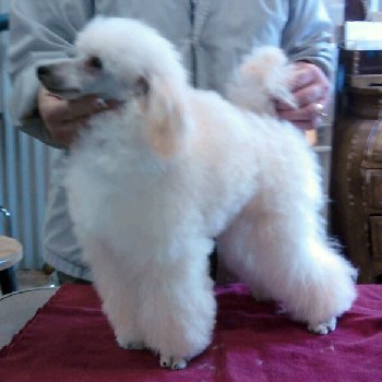 Huxtable The Poodle | Toy Poodle Blog | Parti Poodle: Cream and White ...