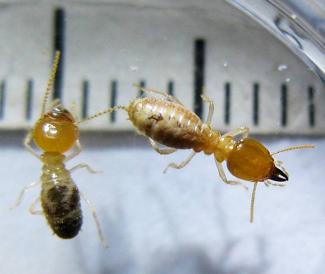 Photos and Info on Ants and Termites of Malaysia: Odontotermes sp6