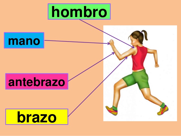 Conociendo mi cuerpo: Las extremidades