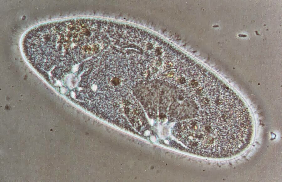La clase de Felipe V: Tarea para el viernes 27 de septiembre.