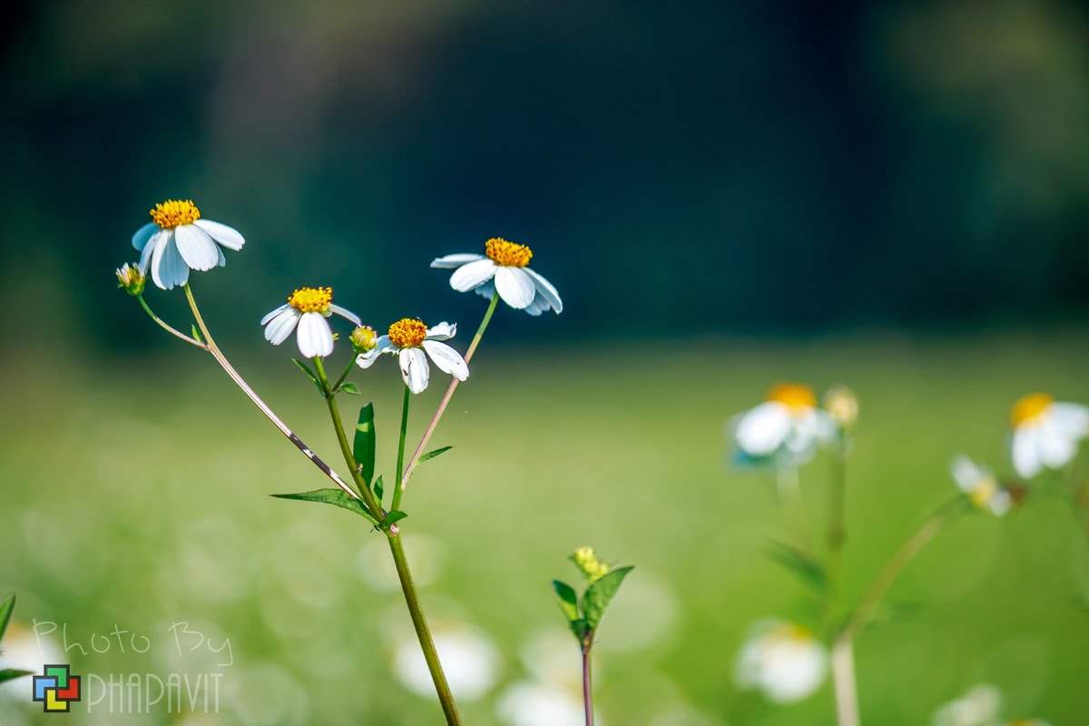 นาณี (NaNee) แคมป์ปิ้ง แม่ริม เชียงใหม่ - ที่เที่ยวบล็อก