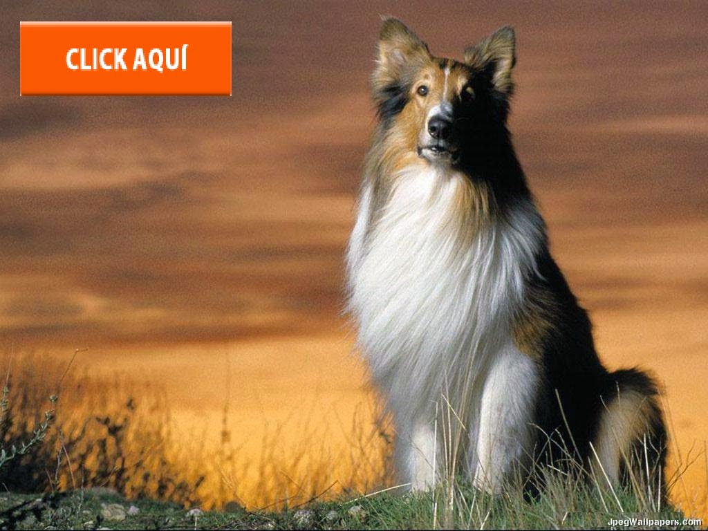 Pastor Collie ~ EL MUNDO DE LOS CANES