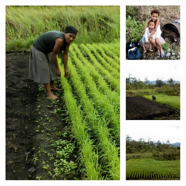 Garamut News: Planting Rice in a Remote Village in Papua New Guinea