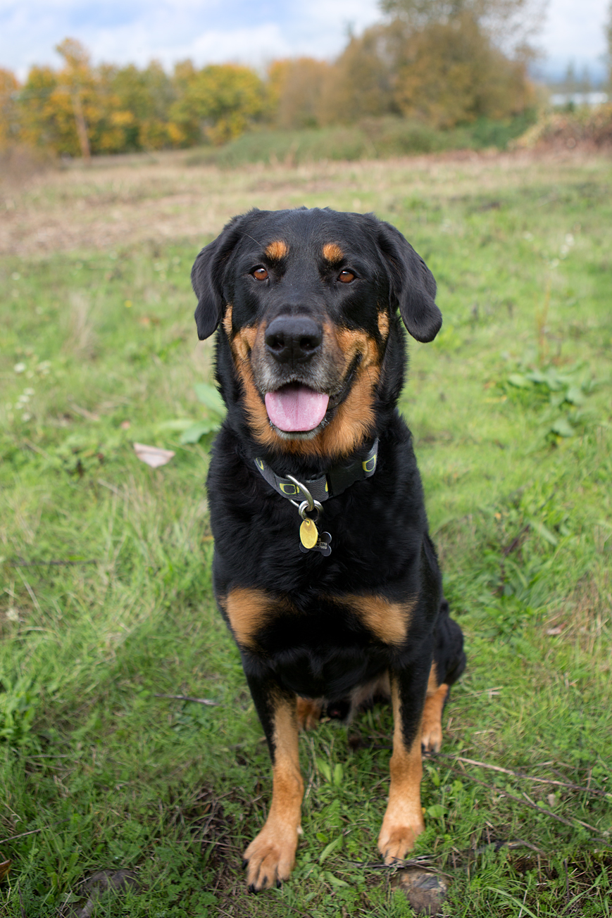 Shelter Dogs of Portland: "RUGER" adoption update- handsome Rottie mix