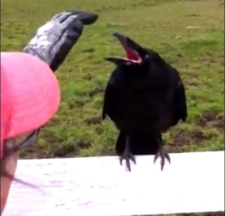 White Wolf : A wounded Raven approaches humans for help in removing ...