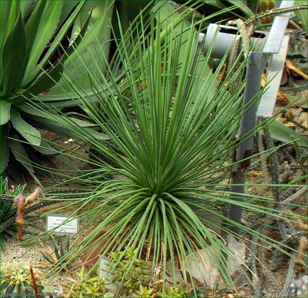 Plant Gallery - Encyklopedia Roślin: Agave striata - Agawa