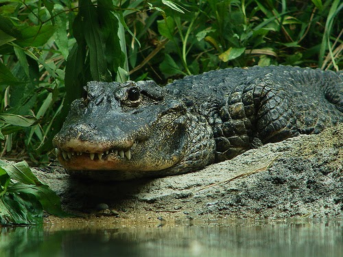 Chinese alligator | The Life of Animals