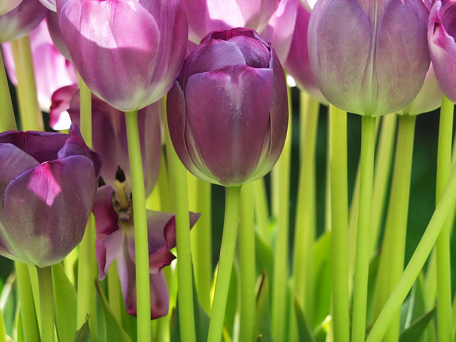 Fotos de Flores: Tulipas e seus significados