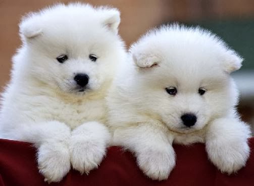 Lovely Animal: The sled dog, Samoyed