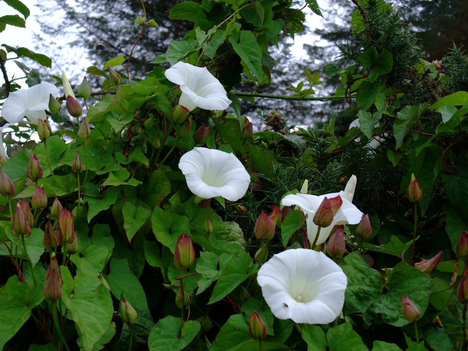 HERBAL PICNIC: BINDWEED