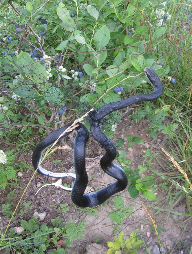 Ruthlynn's World: Blueberry Snake