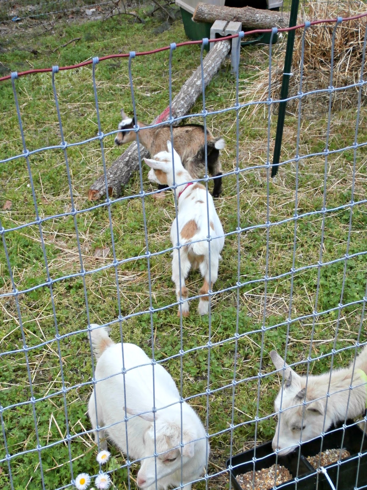 Dabbling, Incorporated.: Goats and Gardens