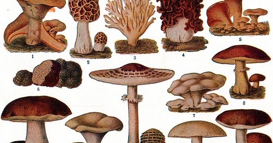 Pengertian, Struktur, Klasifikasi, Reproduksi dan Peranan Jamur