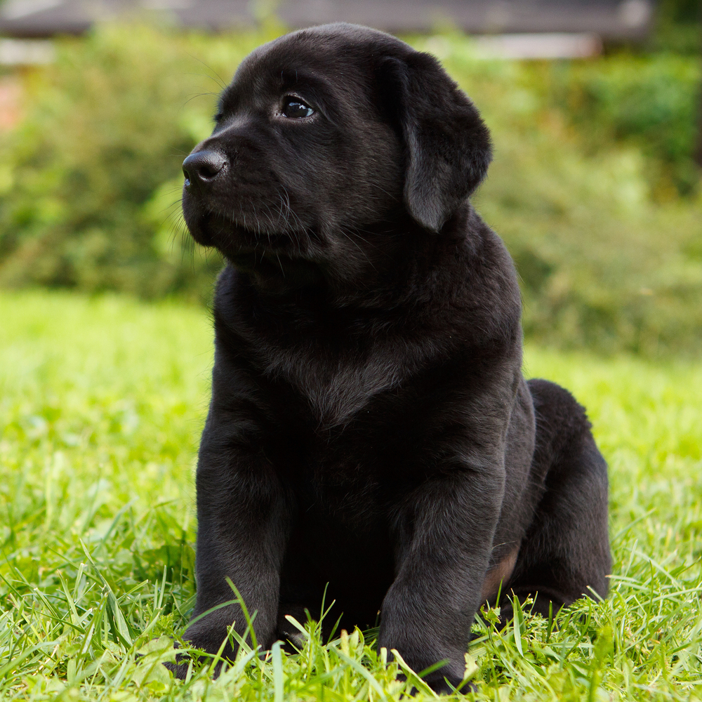 Cute Dogs: Labrador Retriever Dog