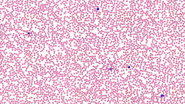 Tissue Bio Lab: Blood & Lymph