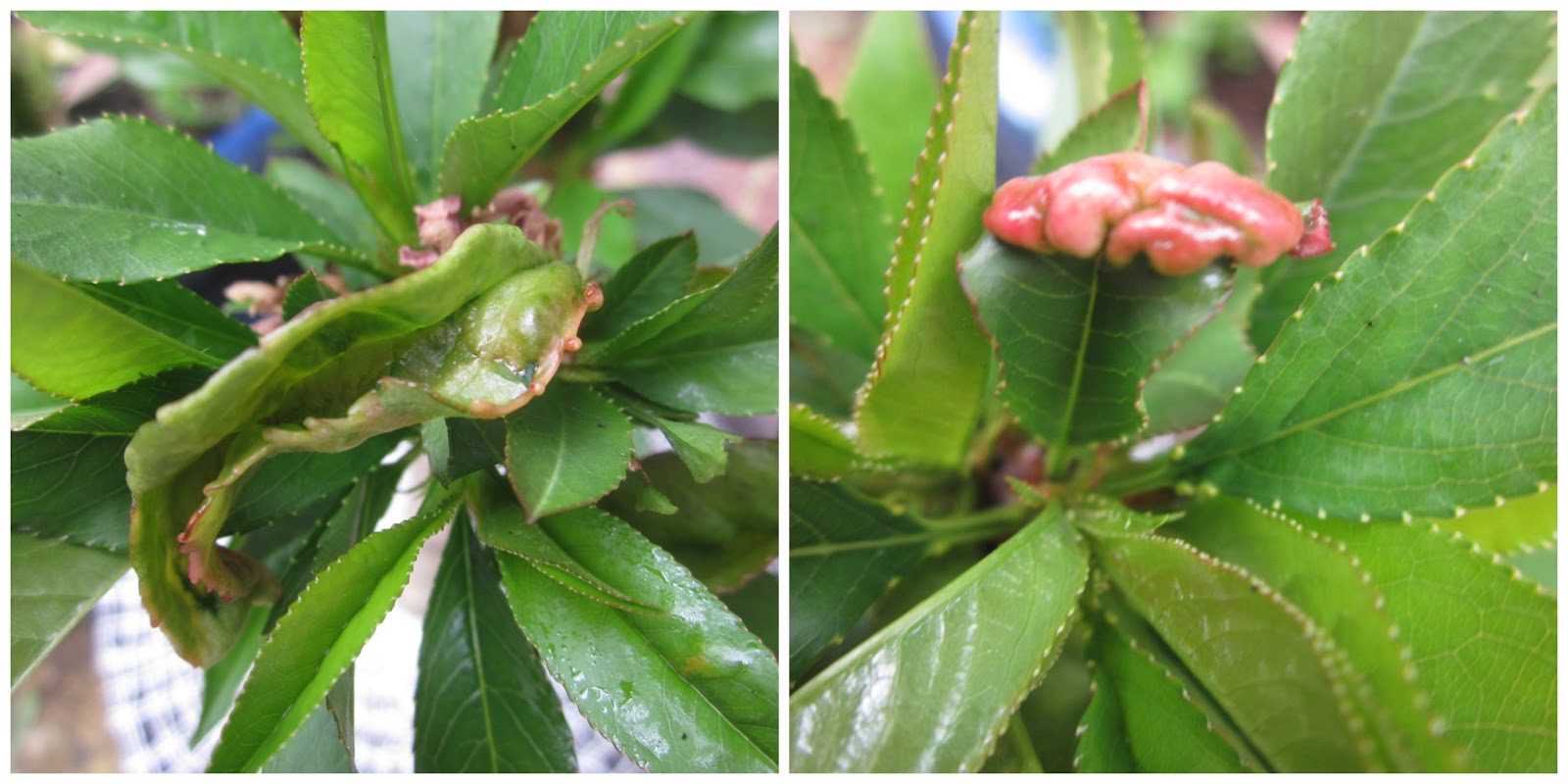 New Tree New Disease Peach Leaf Curl new-tree-new-disease-peach-leaf-curl