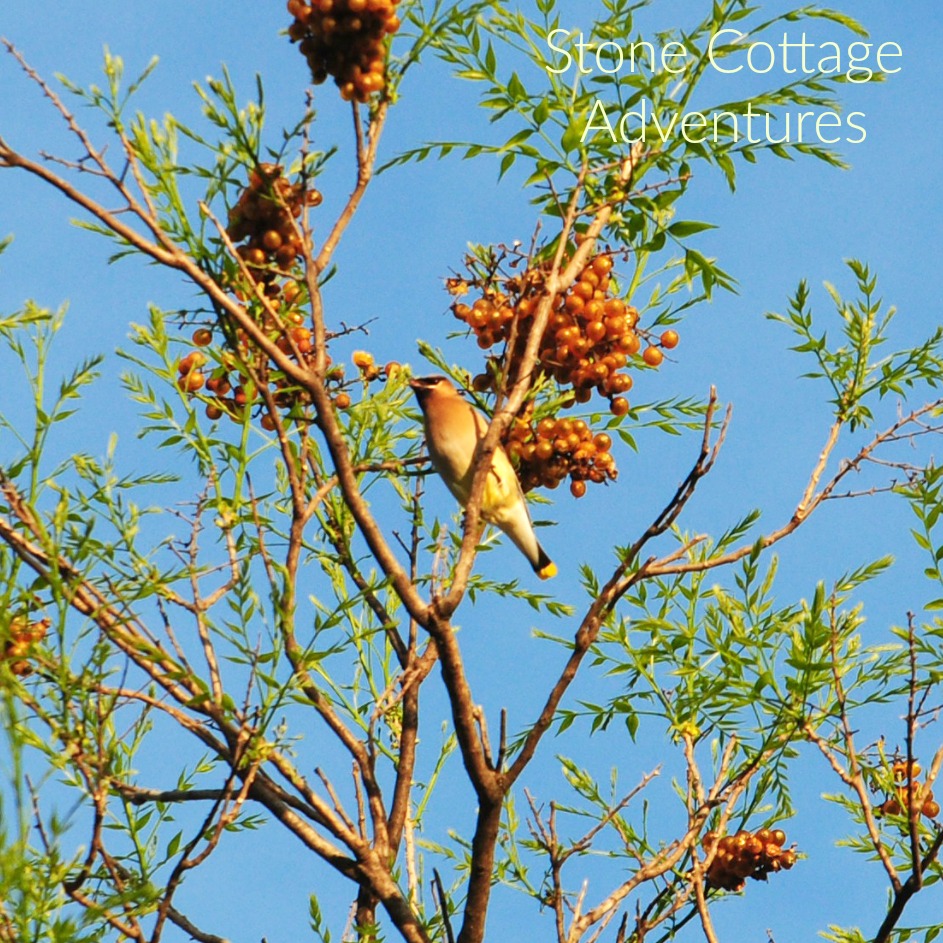 Stone Cottage Adventures: Western Soapberry aka Chinaberry Tree