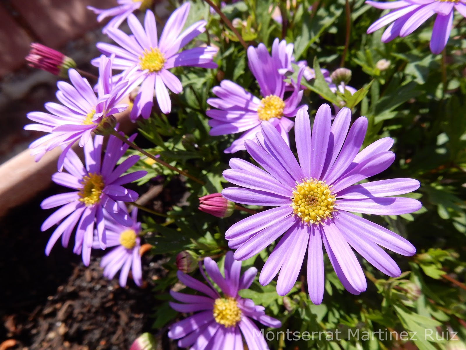 BRACHYSCOME - BOTÀNIC SERRAT