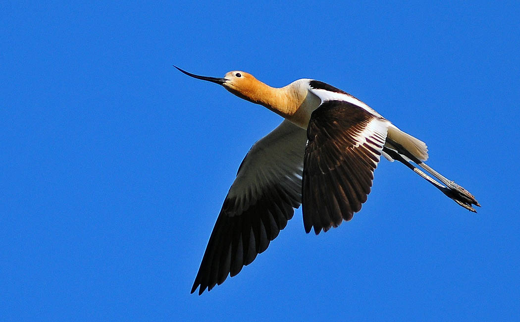 Wyoming Photos: American Avocet