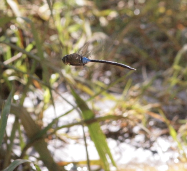 The Birdist: Hawaiian Birds and Wildlife Mega Photo Post