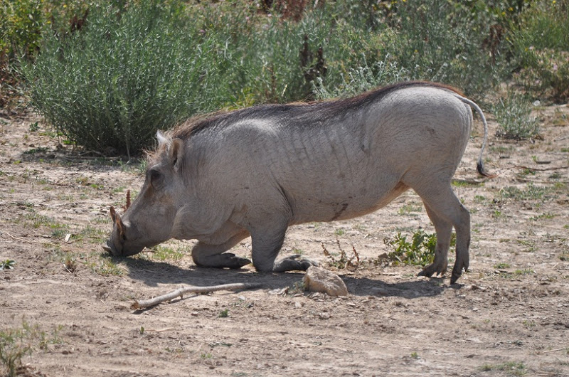 ZOOTOGRAFIANDO (6.100 ANIMALS): FACOQUERO / WARTHOG (Phacochoerus ...