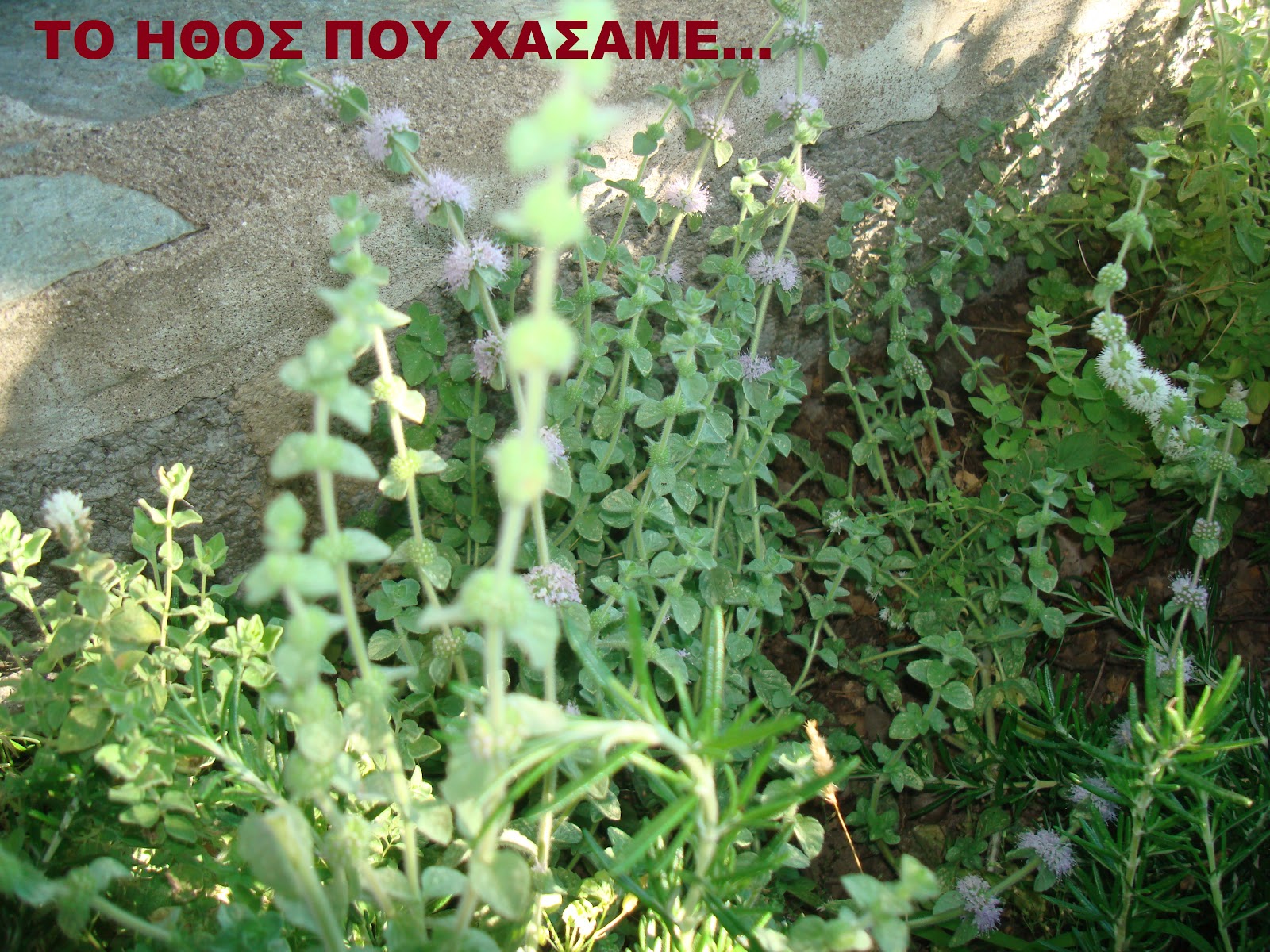 TΟ ΗΘΟΣ ΠΟΥ ΧΑΣΑΜΕ...: Βραστάρια...