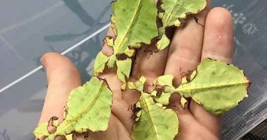 Me encanta la biología: Espectacular mimetismo del insecto hoja