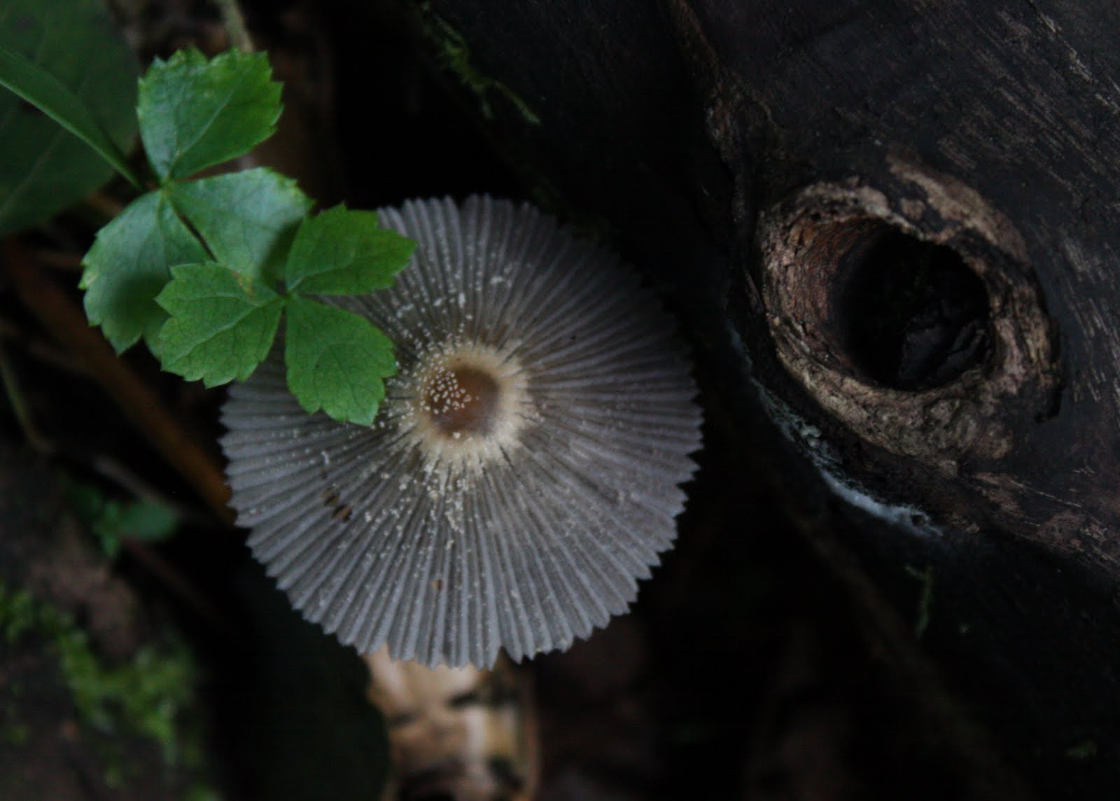 lil fish studios: the beginning of mushroom season