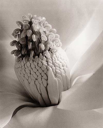 My Photography Work: Imogen Cunningham Research (Natural Form)