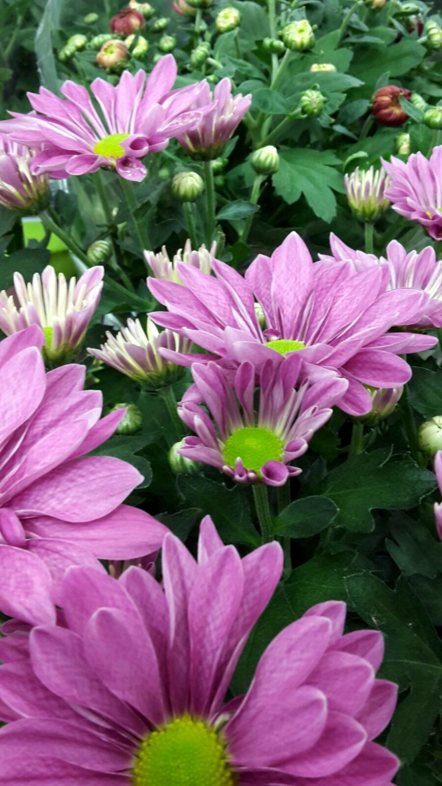 Vademecum Interesting Plants: Dendranthema - Chryzantema - Chrysanthemum