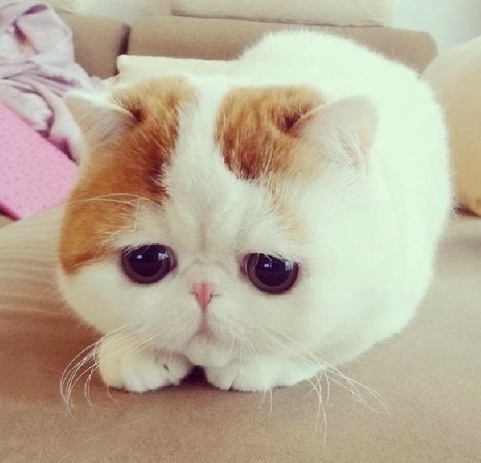Amazing World: Saddest Cat in the World.