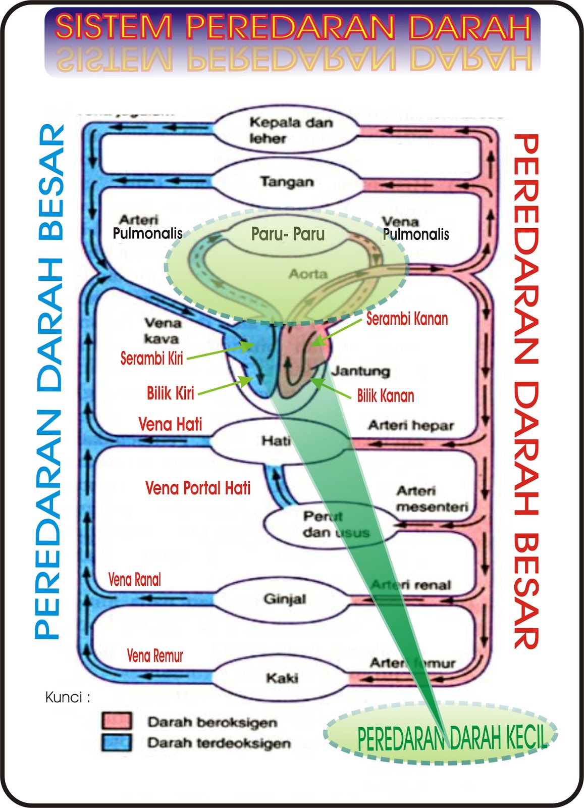 Sistem peredaran darah ~ Bunda Vita