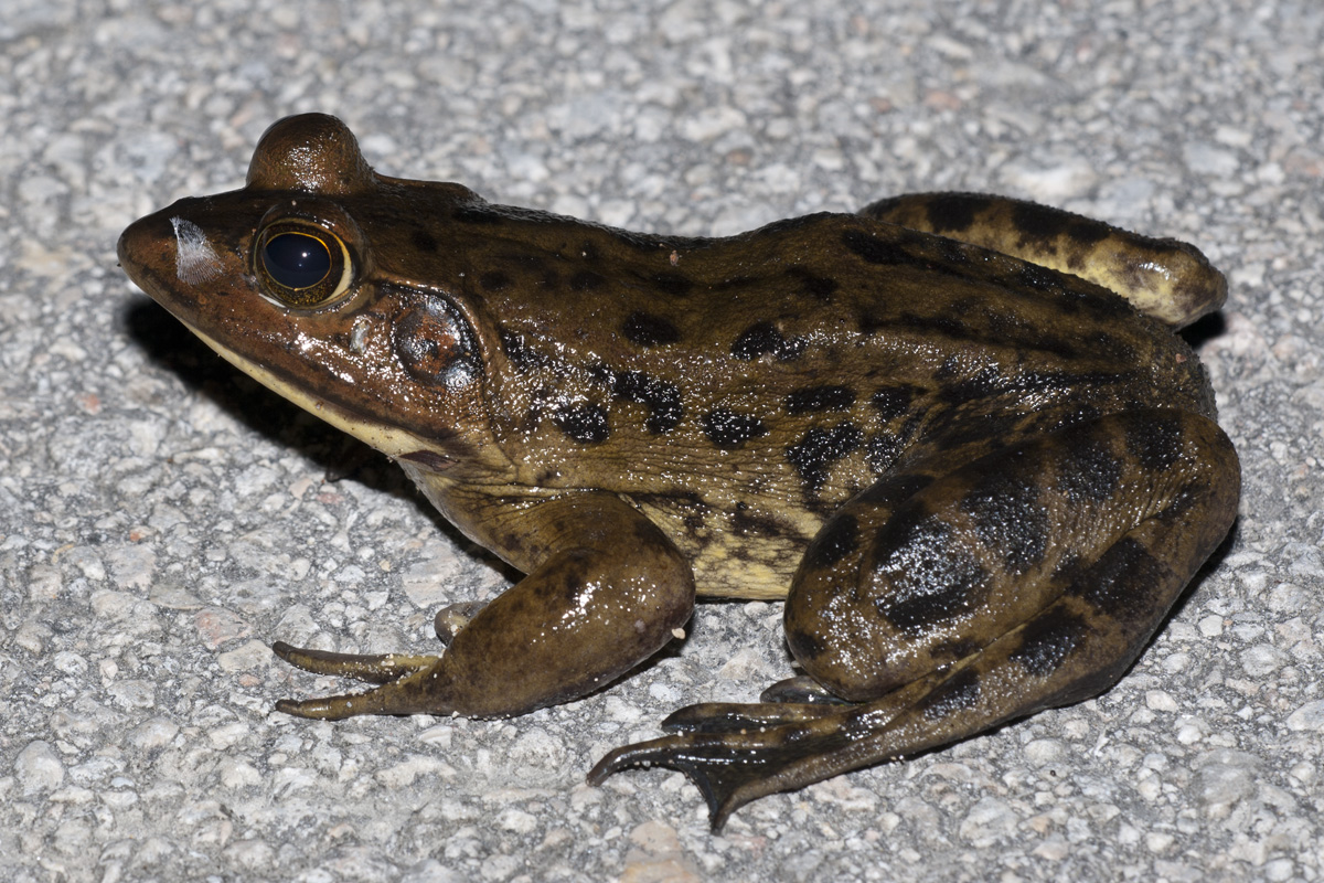 Yorkshire Field Herping and Wildlife Photography: Herping Southern ...