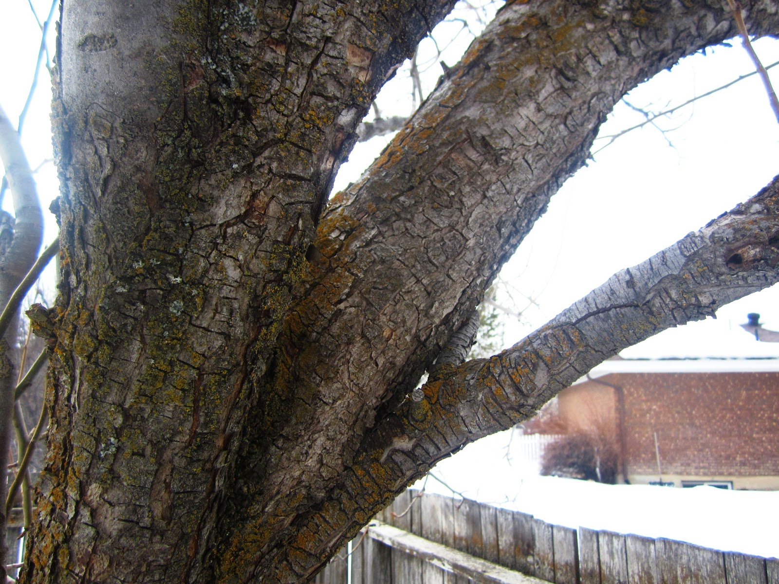 Fruit Tree Pruning at Its Best: Included Bark