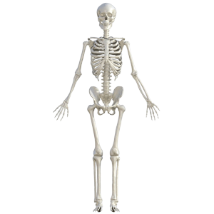 SKELETON GIF