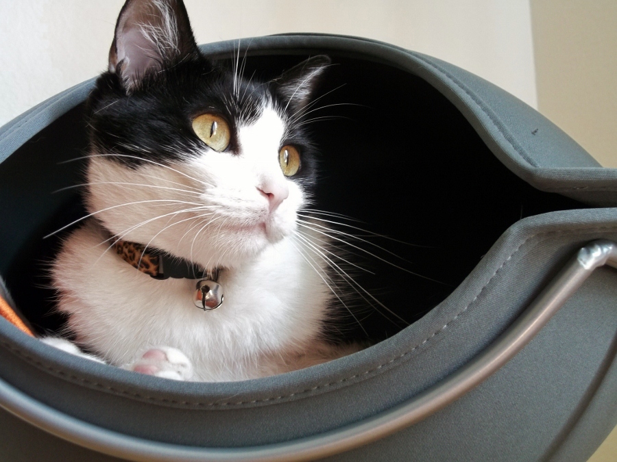 Momma Told Me: Hepper: Hepper Pod- Thoughtfully Designed Pet Furniture ...