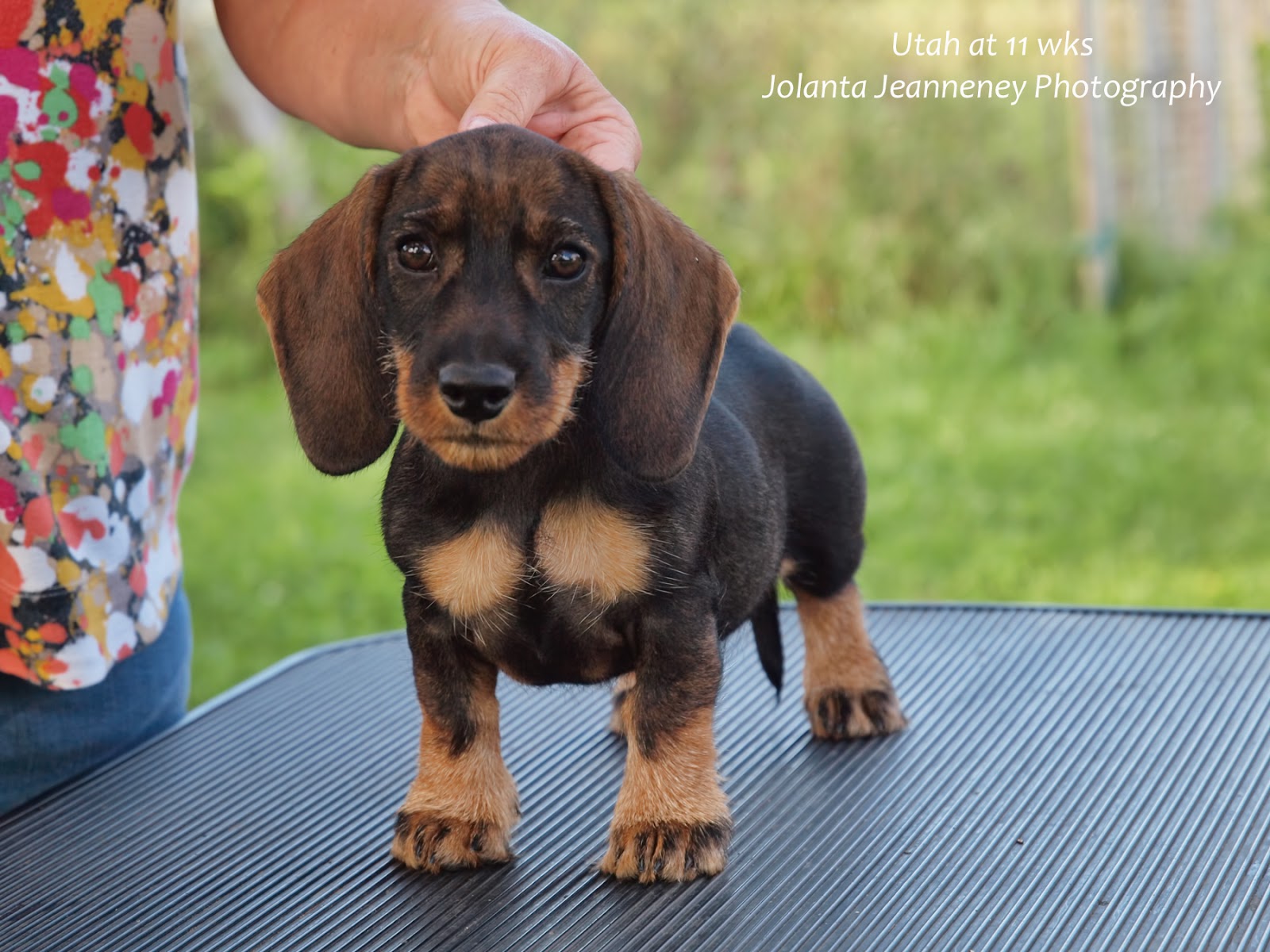 born-to-track puppy journal: Evaluating puppies' conformation on a ...